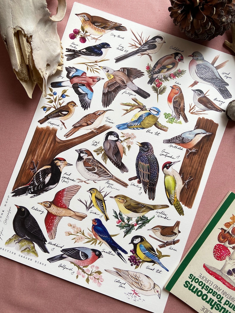 Garden Bird Identification Poster Print - Etsy