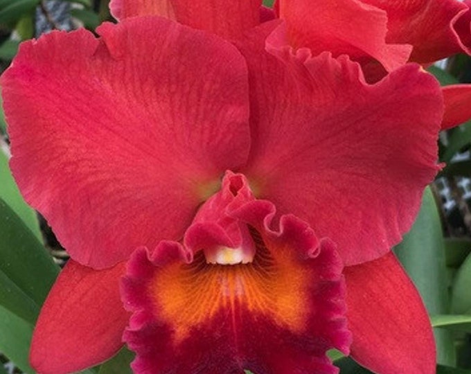 Orchid Plant LIVE Rlc. Fire Jewel 'volcano Queen' | Rare BLOOMING SIZE ...