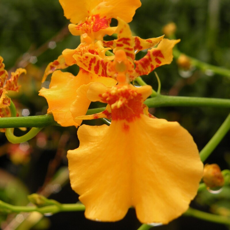 Orchids Bloom Size - Etsy