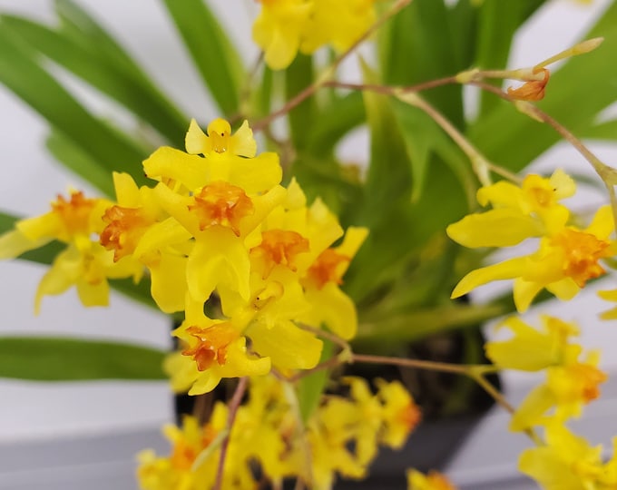 Fragrant Orchid Plant LIVE Oncidium Twinkle 'yellow Bird' Rare ...
