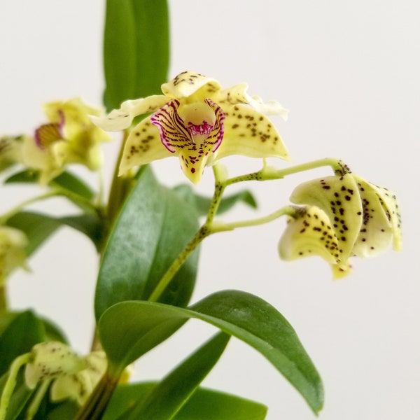 Orchids Plants - Etsy