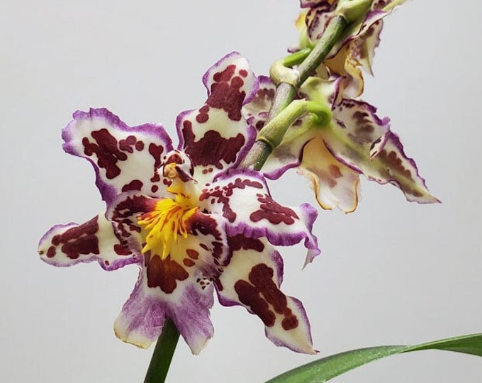 Orchid Plant LIVE IN SPIKE Wilsonara Tan Treasures 'lavender Picotee ...