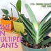 Live Orchid Plant Brassocattleya Hamlyn's Magic 'leilani', Blooming ...