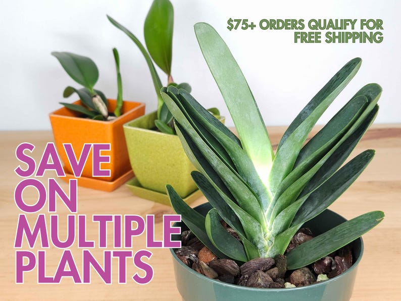 Live Orchid Plant Brassocattleya Hamlyn's Magic 'leilani', Blooming ...