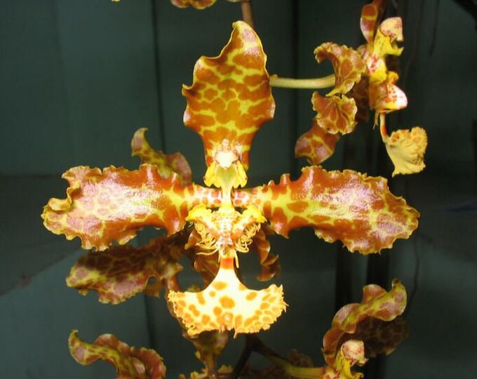 Pendulous Orchid Plant LIVE IN SPIKE Trichocentrum Stacyi | Rare ...
