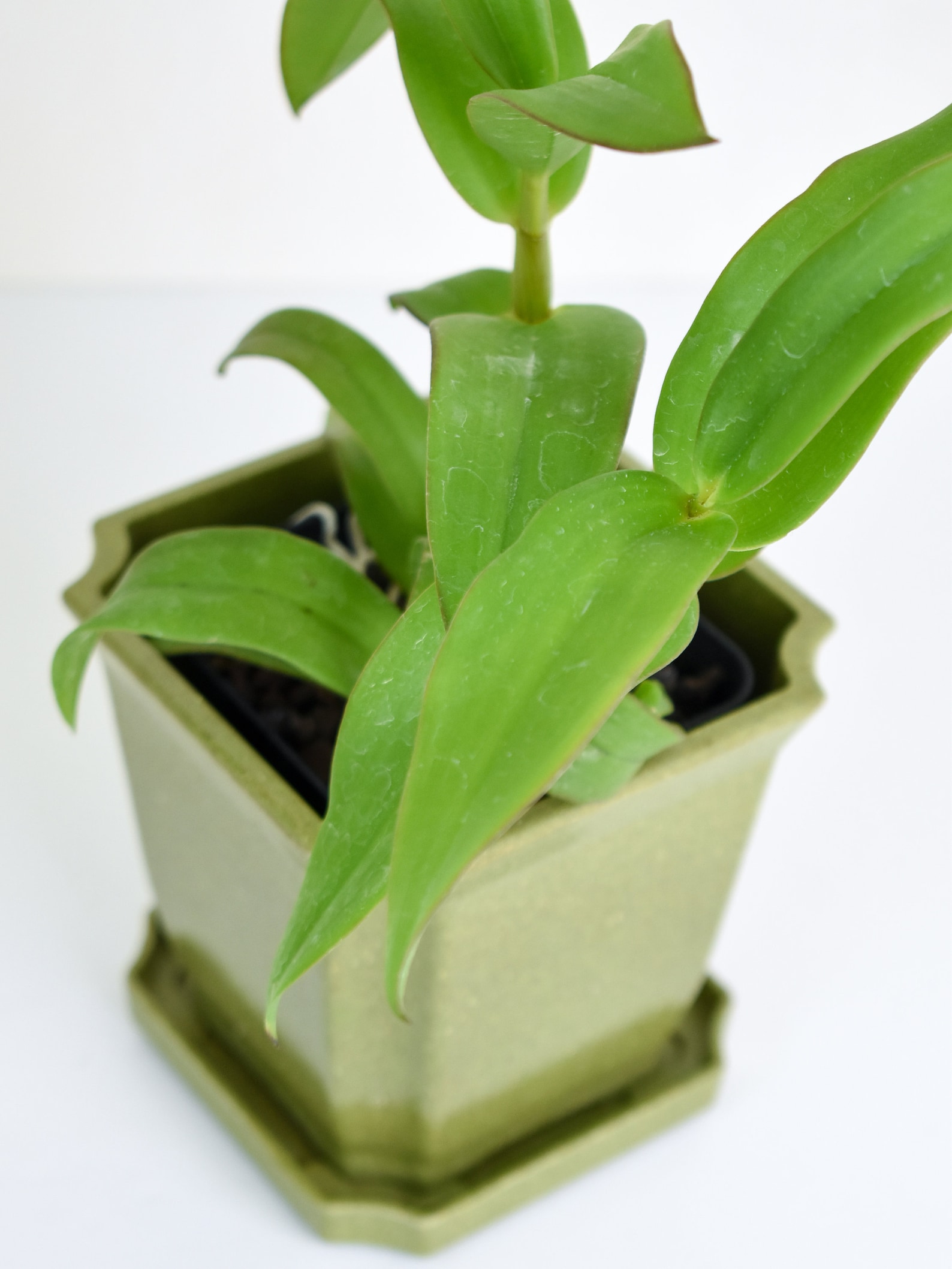 Dendrobium Orchid Plant Live Den Stratiotes • Blooming Size in 4" Pot ...
