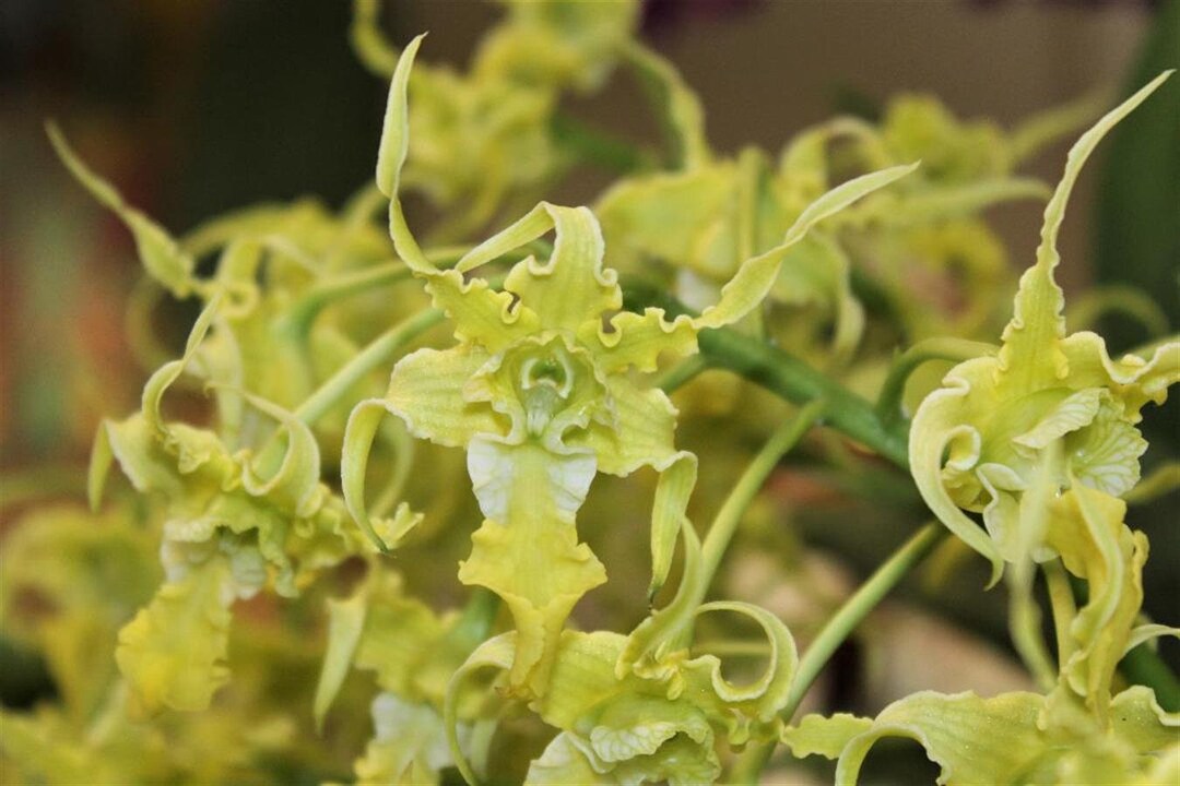 Alien Orchid Dendrobium Spectabile Var. Aureum Live Orchid Plant ...