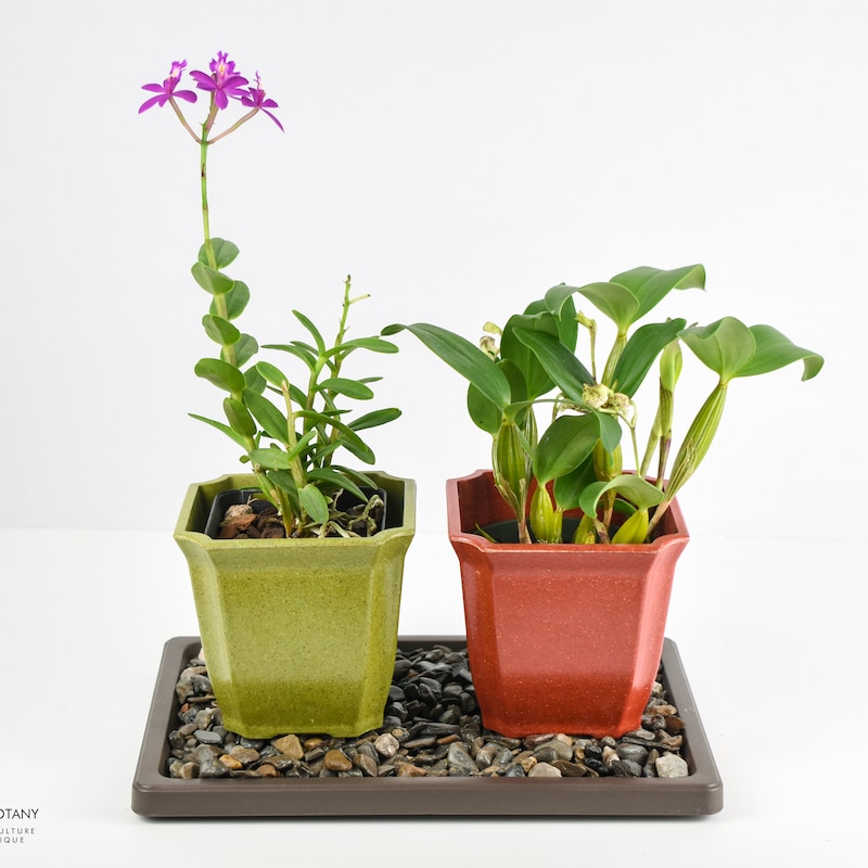 Bonsaï Indoor Plant Stand - Etsy