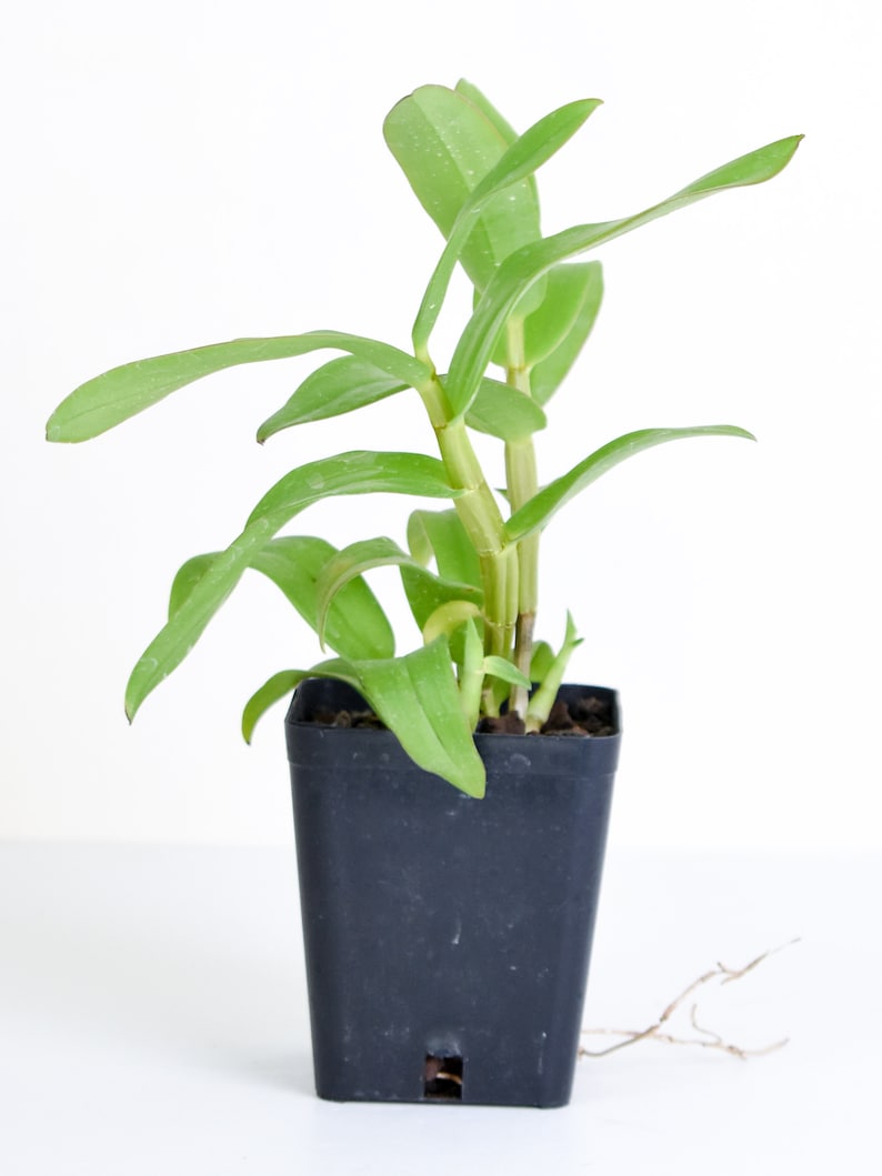 Dendrobium Orchid Plant Live Den Stratiotes • Blooming Size in 4" Pot ...