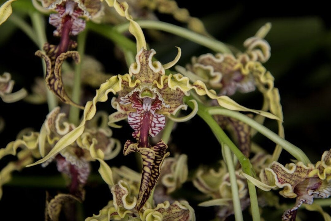 Fragrant Alien Orchid Plant LIVE Dendrobium Spectabile Rare Mature ...
