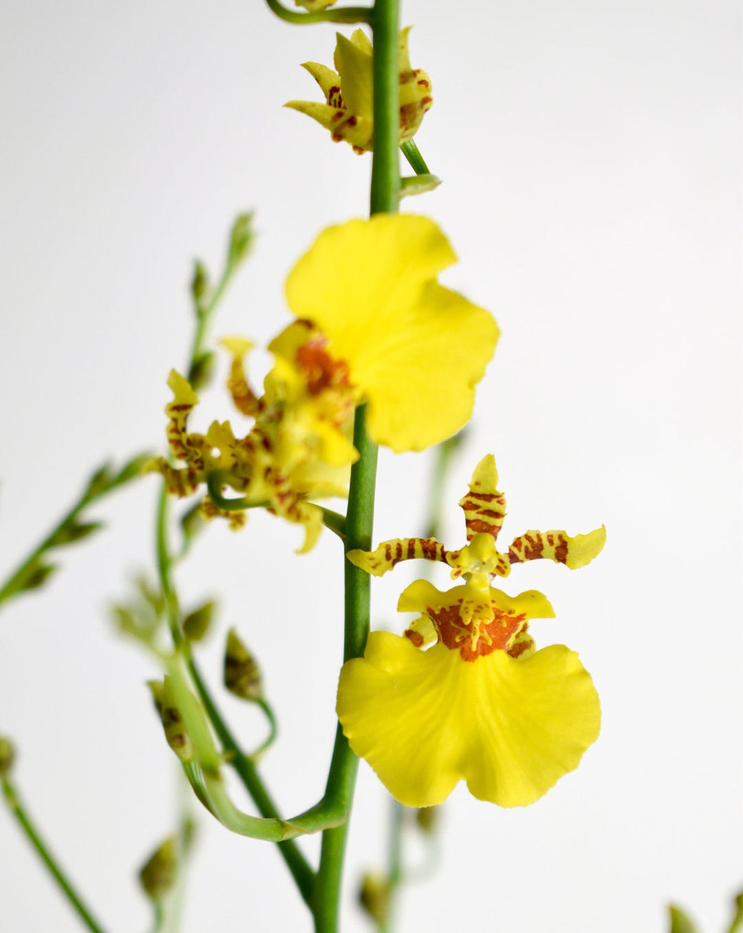 Dancing Lady Live Orchid Plant Oncidium Gower Ramsey, Seedling/starter ...