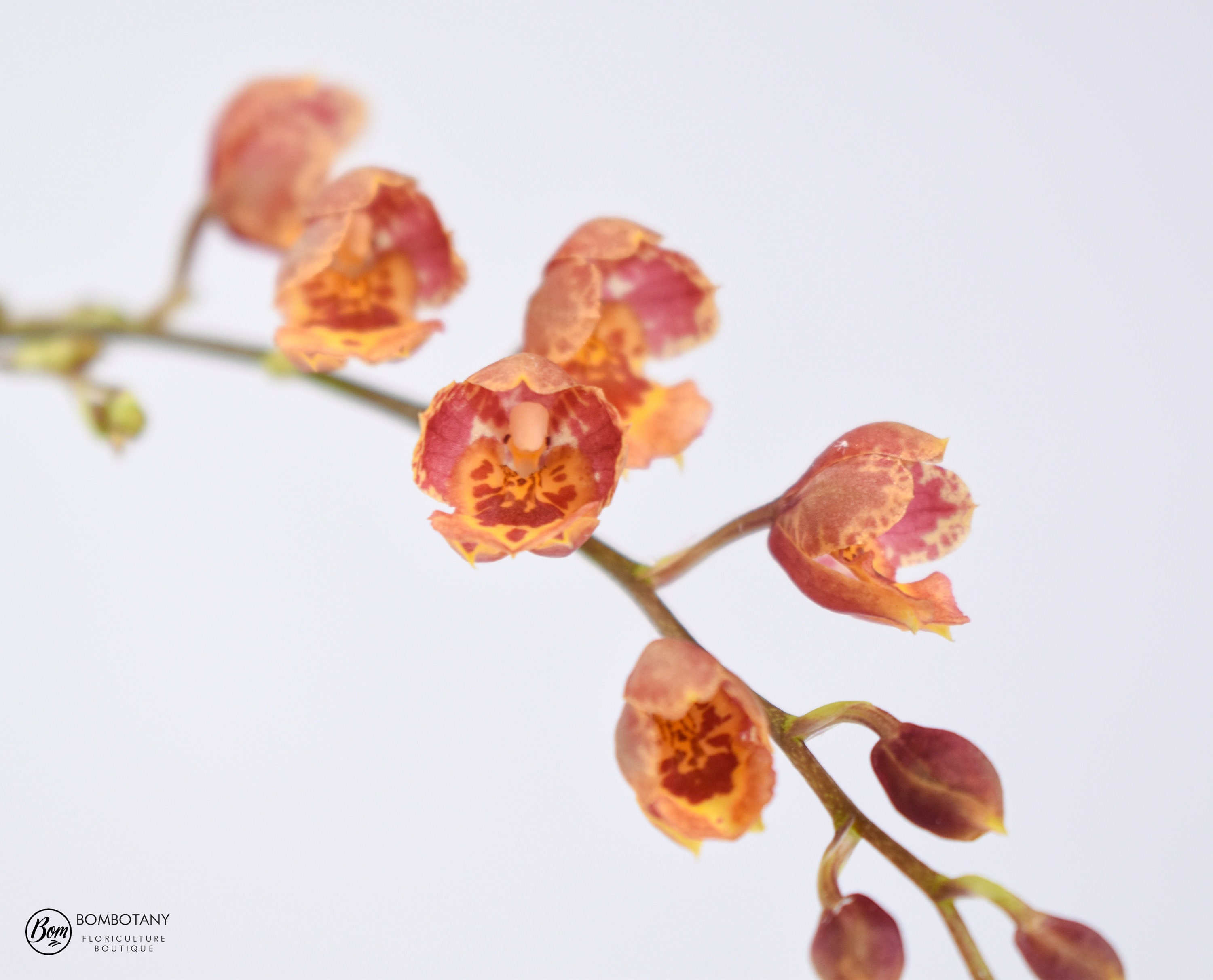 Mini Orchid Plant LIVE Howeara Lava Burst ‘pacific Sunrise’ | Miniature ...