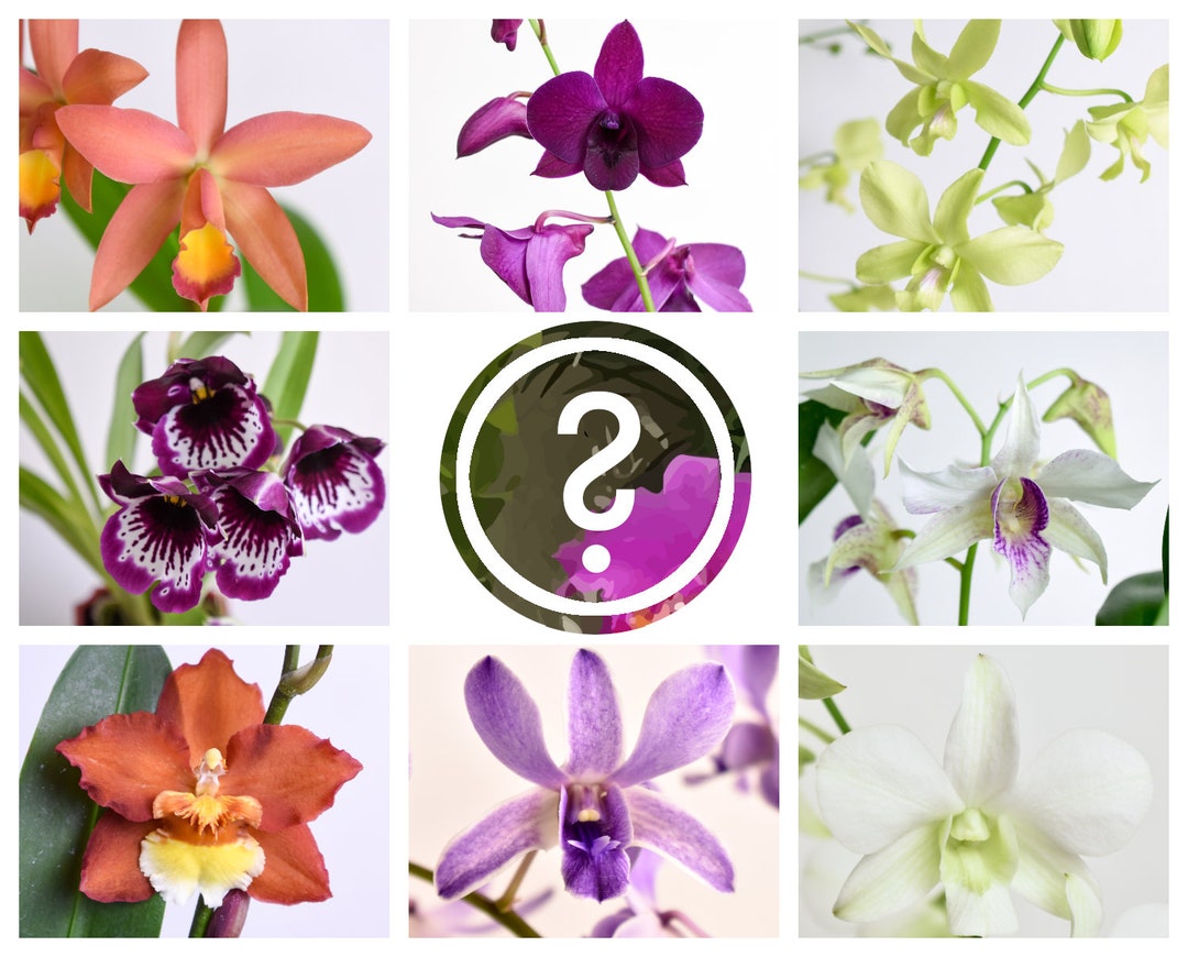 Orchids Bundle Box (customizable) - Bulk Discount Growers Choice ...