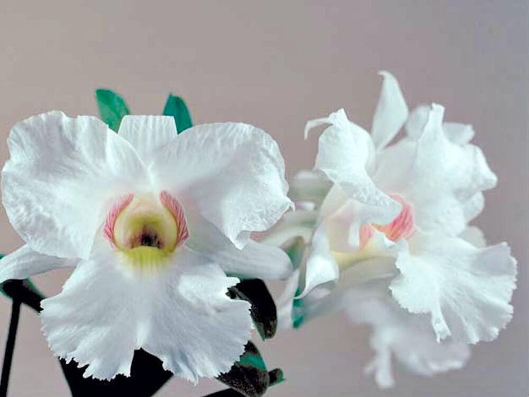 Orchid Plant LIVE Dendrobium Alice Iwanaga | Rare BLOOMING SIZE Indoor ...