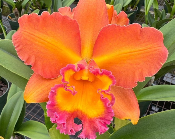 Cattleya Alaorii 'two Too' X 'peter Lin' HCC/AOS Live Cattleya Orchid ...