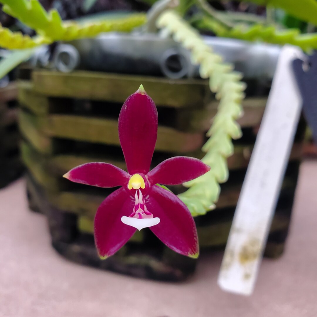 Fragrant Rare Species Orchid Plant LIVE Phalaenopsis Cornu-cervi Var ...
