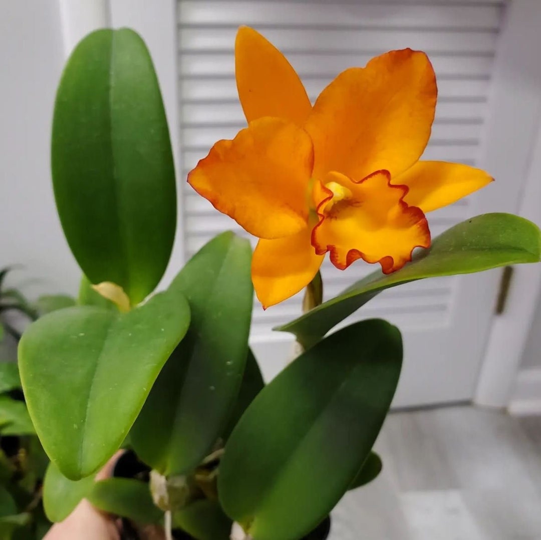 Orchid Plant Live Blc. Dan O'neil 'jubilee' • Blooming Size 4" Pot ...