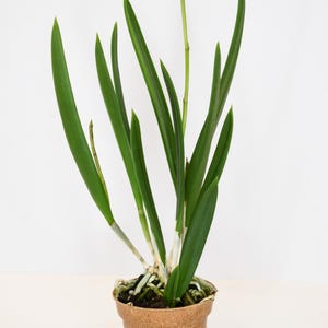 Live Orchid Plant Brassocattleya Hamlyn's Magic 'leilani', Blooming ...