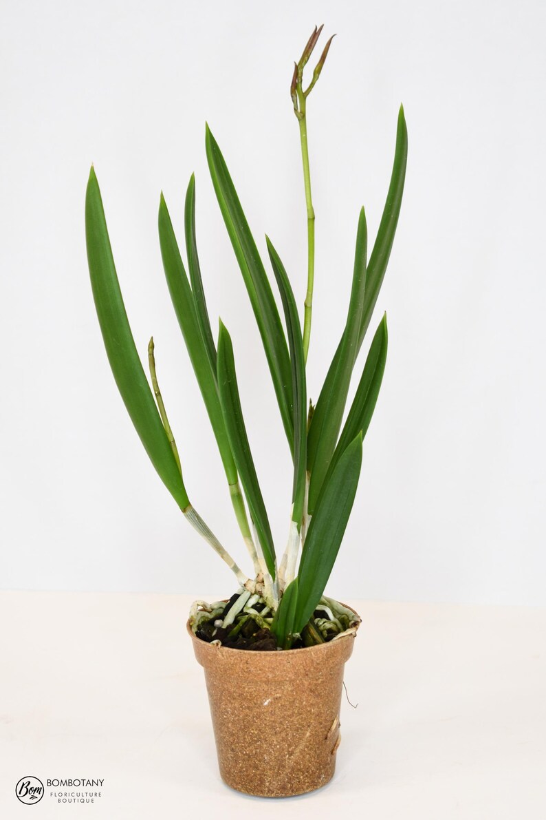 Live Orchid Plant Brassocattleya Hamlyn's Magic 'leilani', Blooming ...