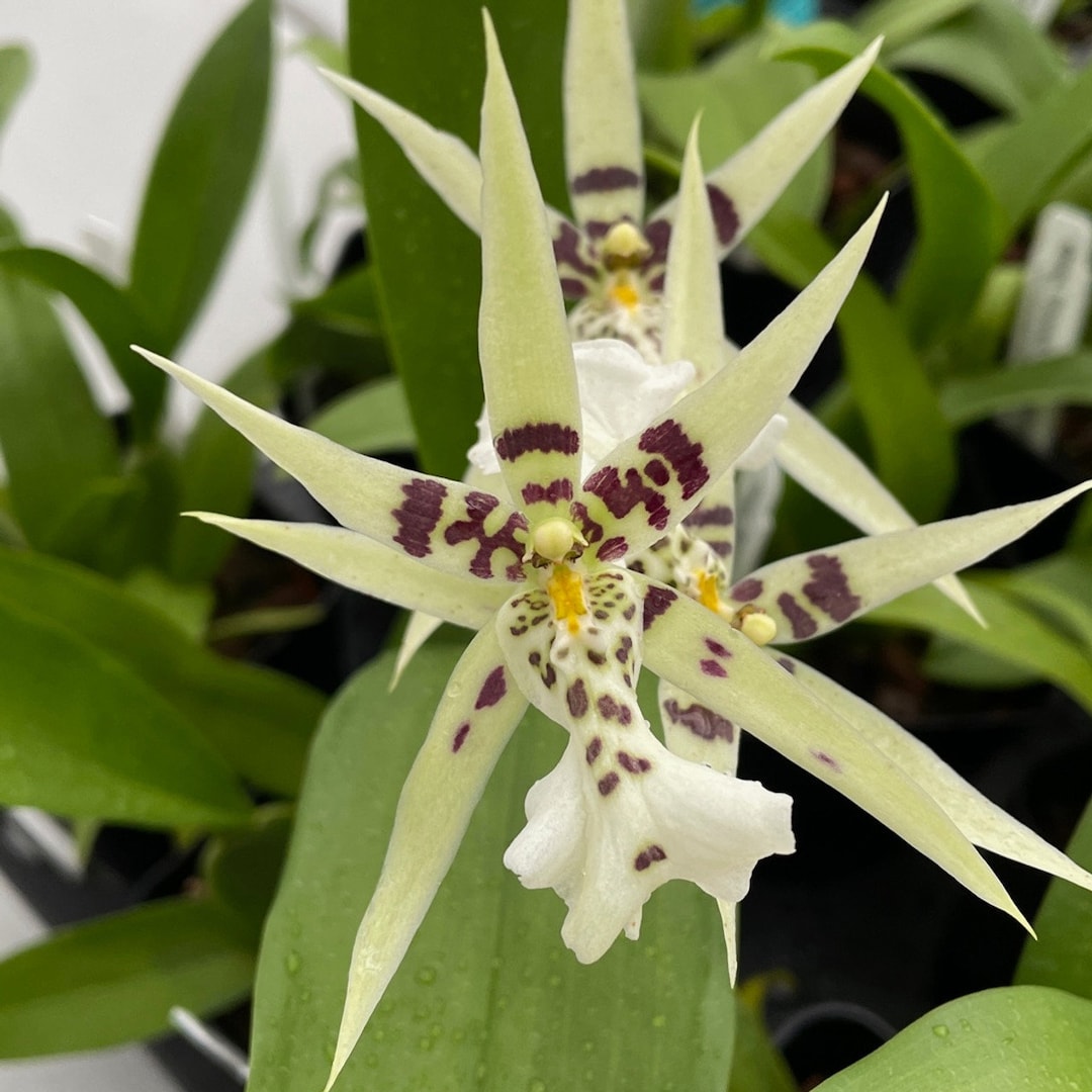 Orchid Plant LIVE Miltassia Phoenix Rising 'white Light' Rare BLOOMING ...