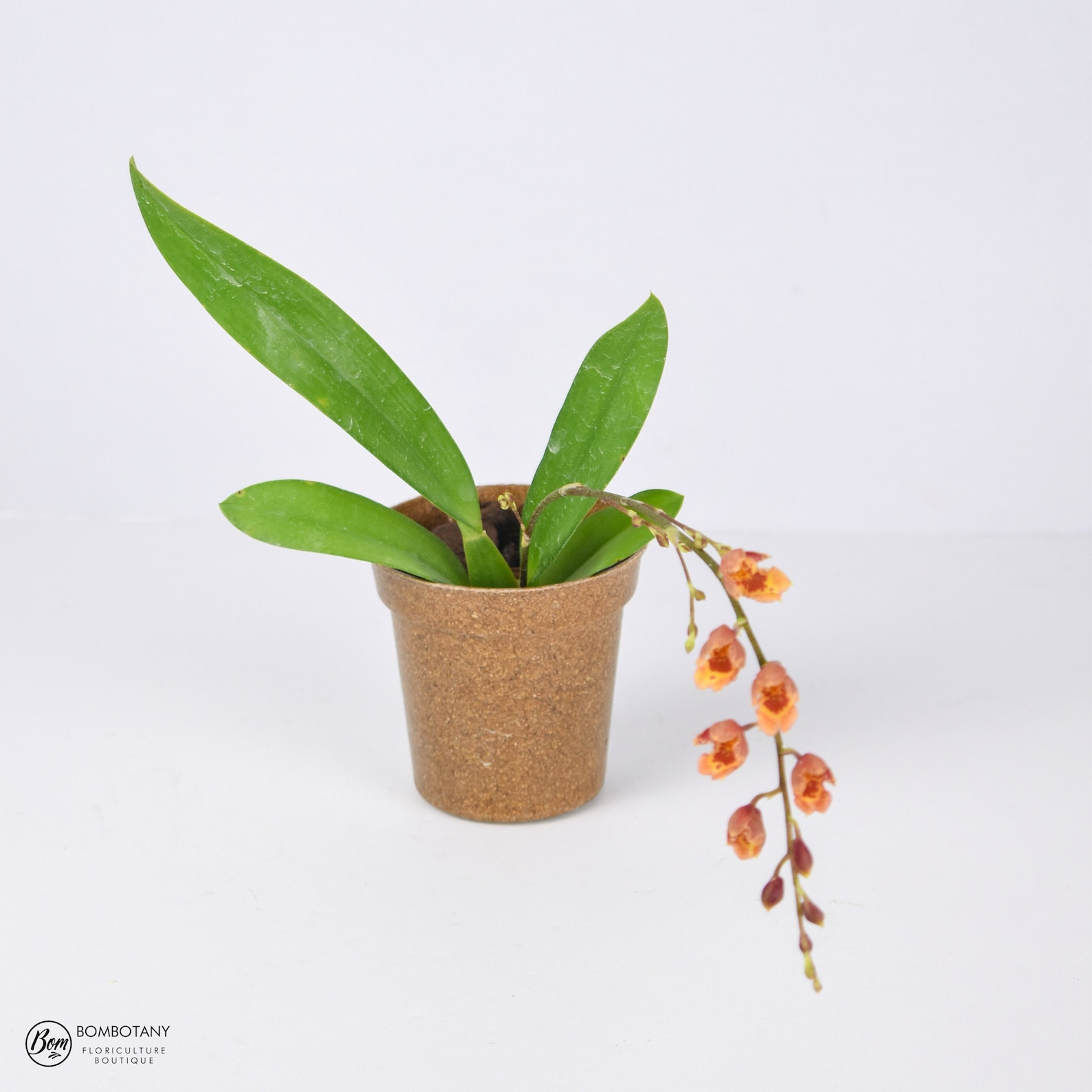 Mini Orchid Plant LIVE Howeara Lava Burst ‘pacific Sunrise’ | Miniature ...