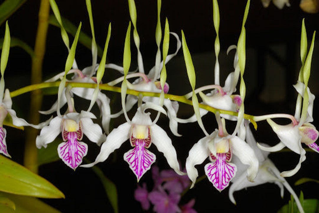 Dendrobium Orchid Plant Live Den Stratiotes • Blooming Size in 4" Pot ...