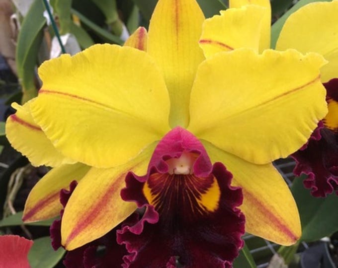 Orchid Plant LIVE Rlc. Volcano Showy 'volcano Queen' | Rare BLOOMING ...