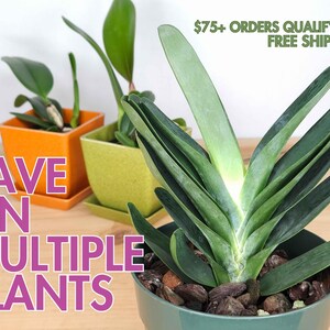 Orchid Plant LIVE Dendrobium Alice Iwanaga | Rare BLOOMING SIZE Indoor ...