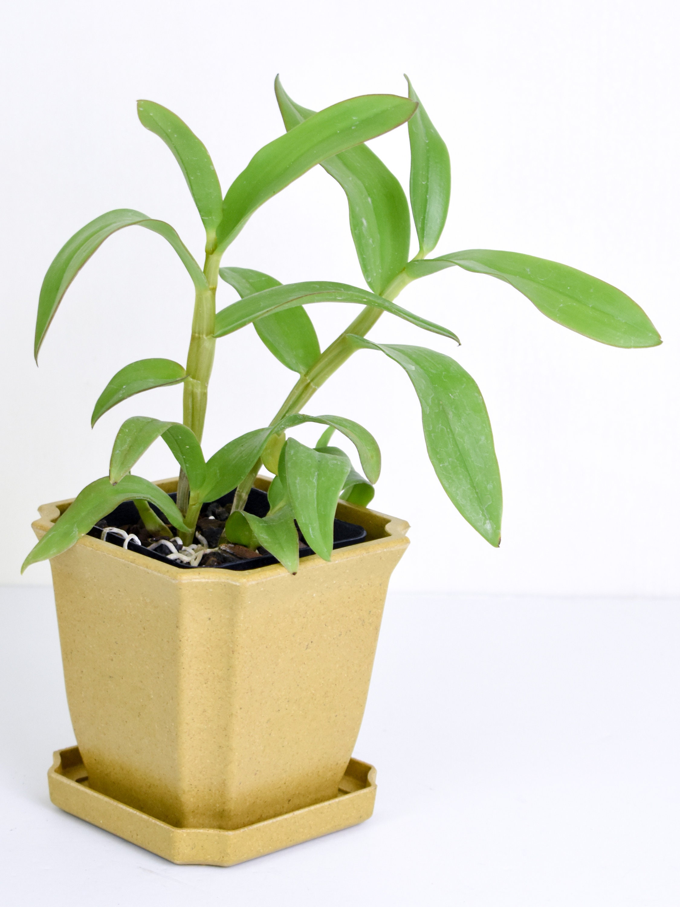 Dendrobium Orchid Plant Live Den Stratiotes • Blooming Size in 4" Pot ...