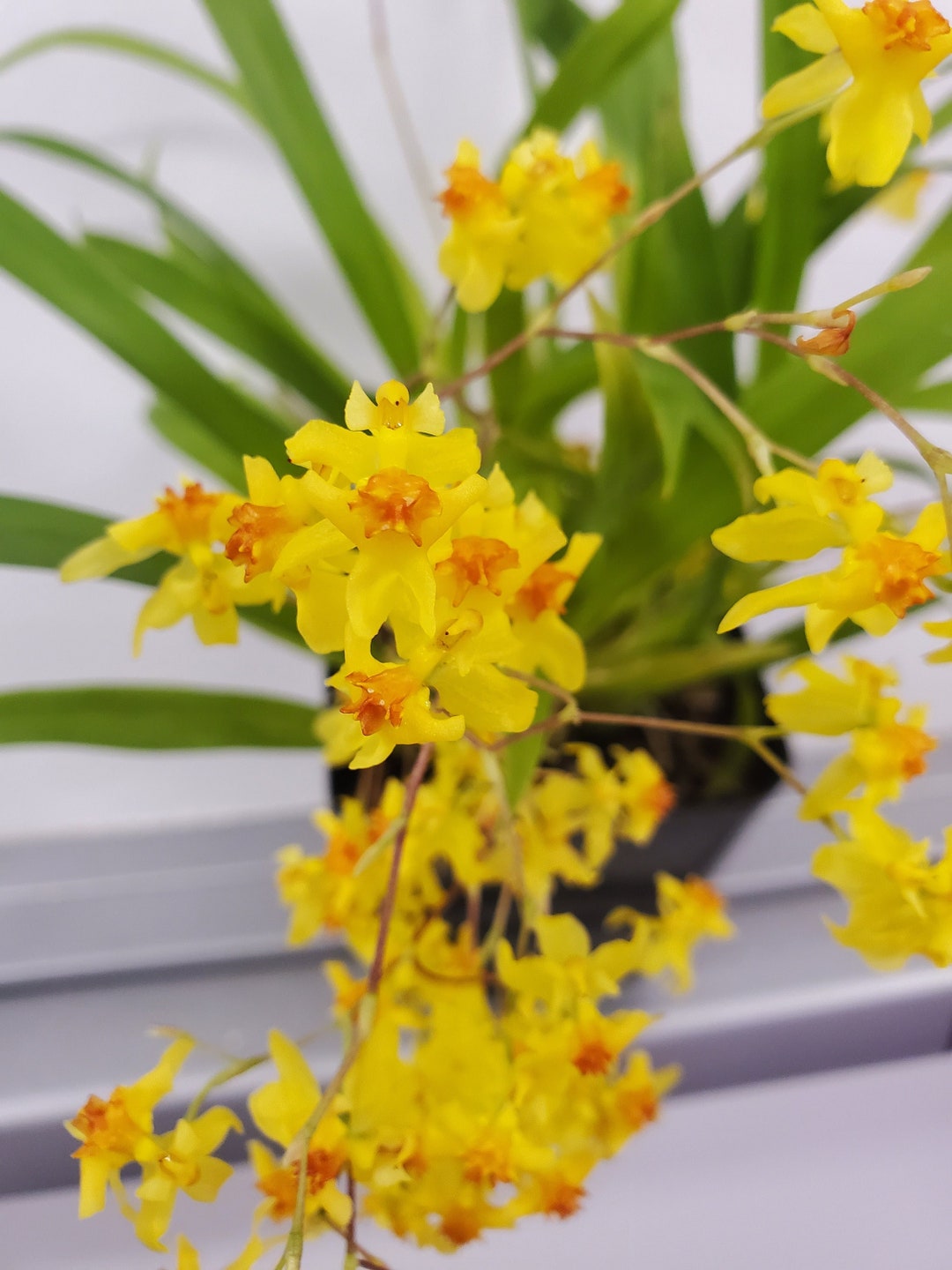 Fragrant Orchid Plant LIVE Oncidium Twinkle 'yellow Bird' Rare ...