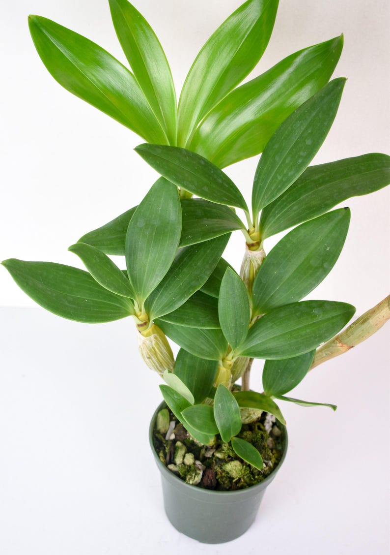Orchid Plant Live Dendrobium Sherry Abe • Latouria Type • Blooming Size ...