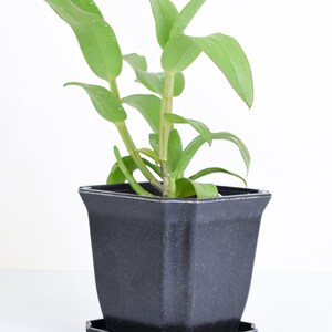 Dendrobium Orchid Plant Live Den Stratiotes • Blooming Size in 4" Pot ...