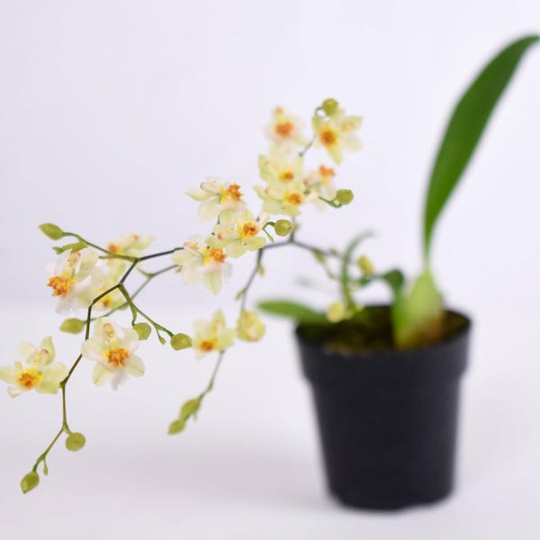 Oncidium Orchid - Etsy