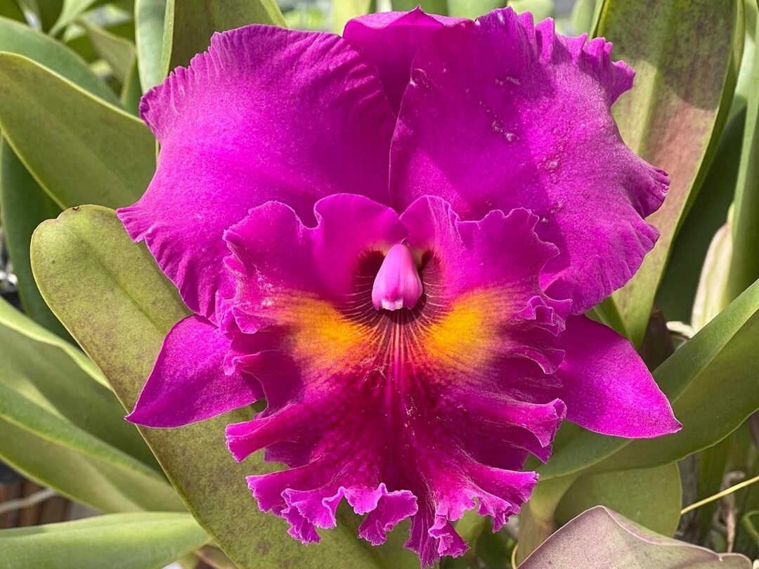 Fragrant Starter Orchid Plant LIVE Rlc King of Taiwan | Rare SEEDLING ...