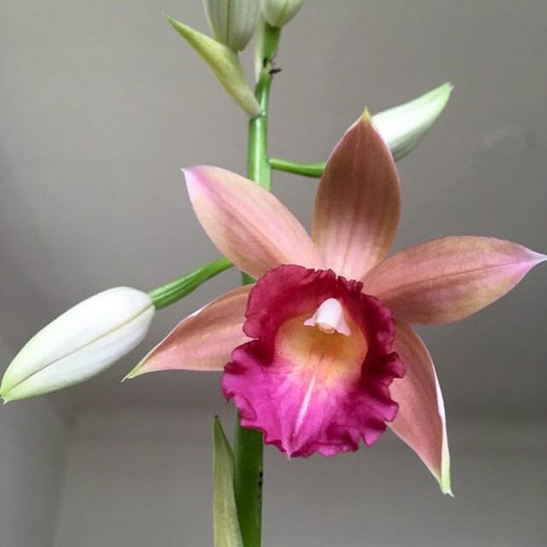 Nun's Hood Orchid Plant LIVE Phaius Lady Ramona Harris 'here's Looking ...