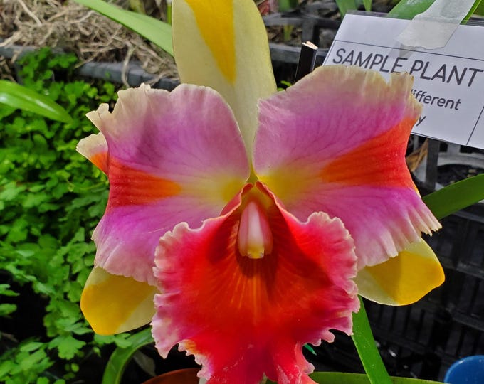 Orchid Plant LIVE Rlc. Amazing Thailand 'rainbow' | Rare Near Blooming ...