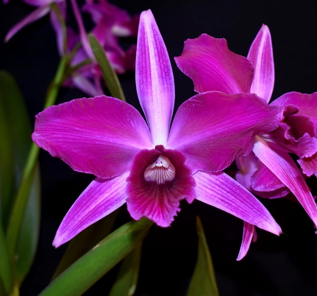 Fragrant Orchid Plant LIVE Cattleya Purpurata ('raspberry' X 'double ...