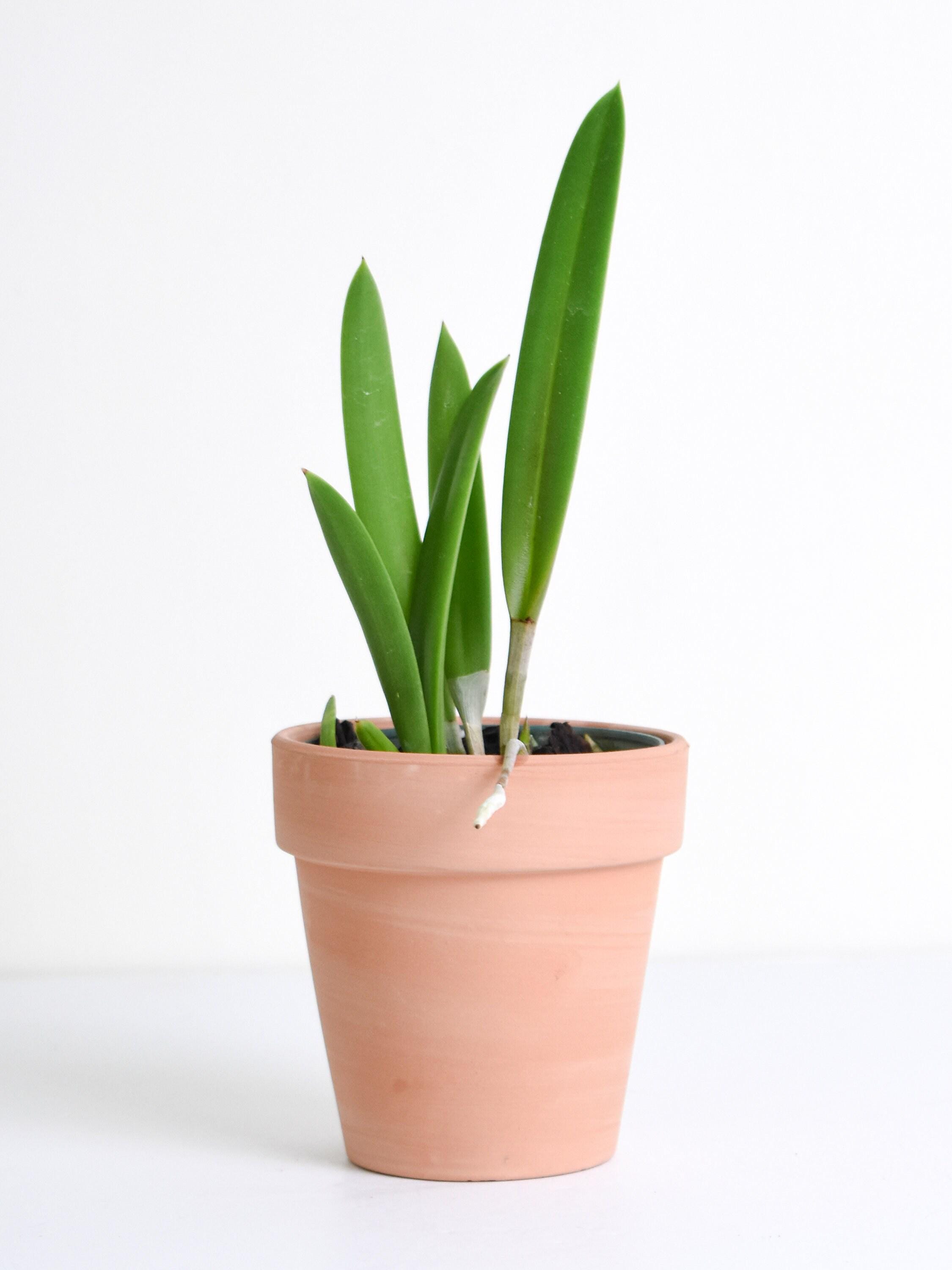 Live Orchid Plant Brassocattleya Hamlyn's Magic 'leilani', Blooming ...
