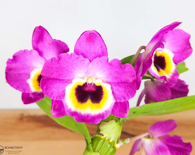 Fragrant Orchid Plant LIVE Dendrobium Red Emperor 'prince' | BLOOMING ...