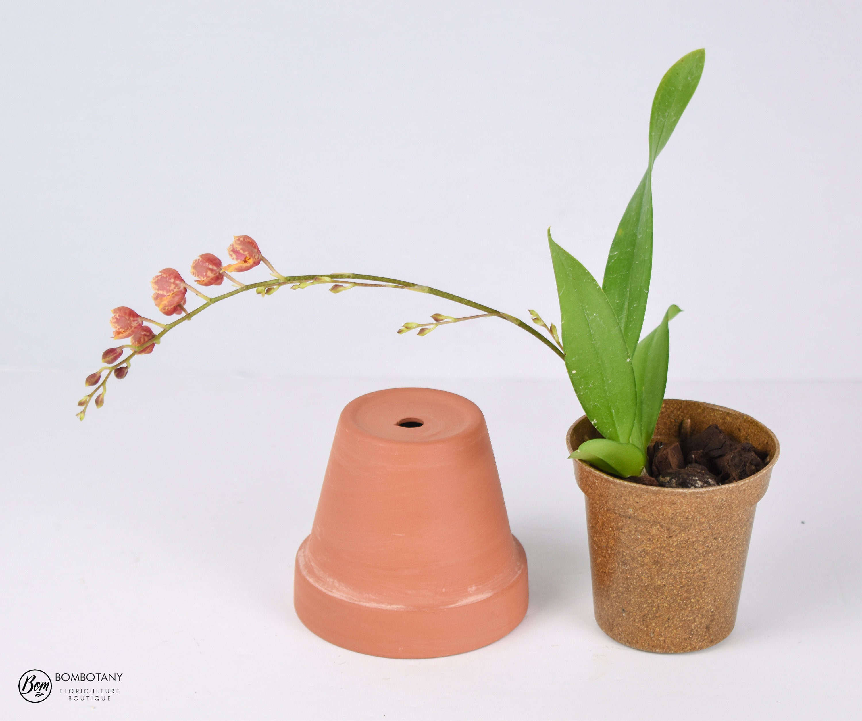 Mini Orchid Plant LIVE Howeara Lava Burst ‘pacific Sunrise’ | Miniature ...