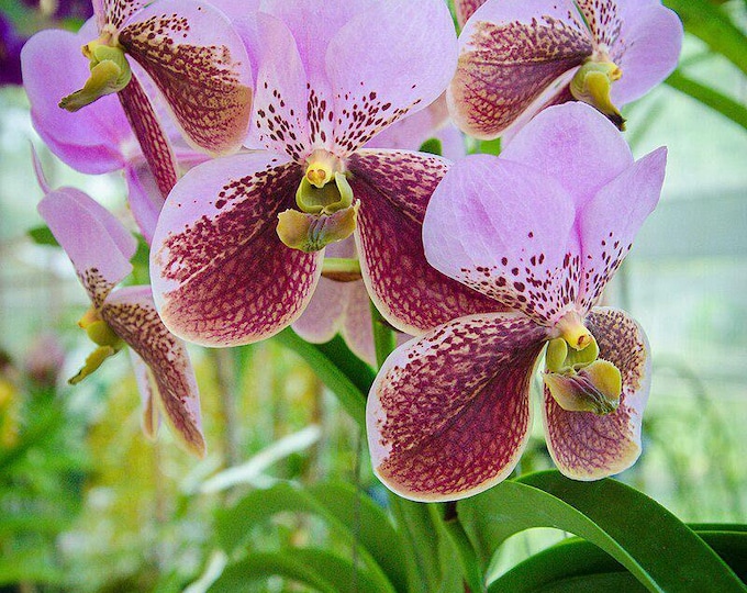 waling-waling-species-orchid-plant-live-vanda-sanderiana-near