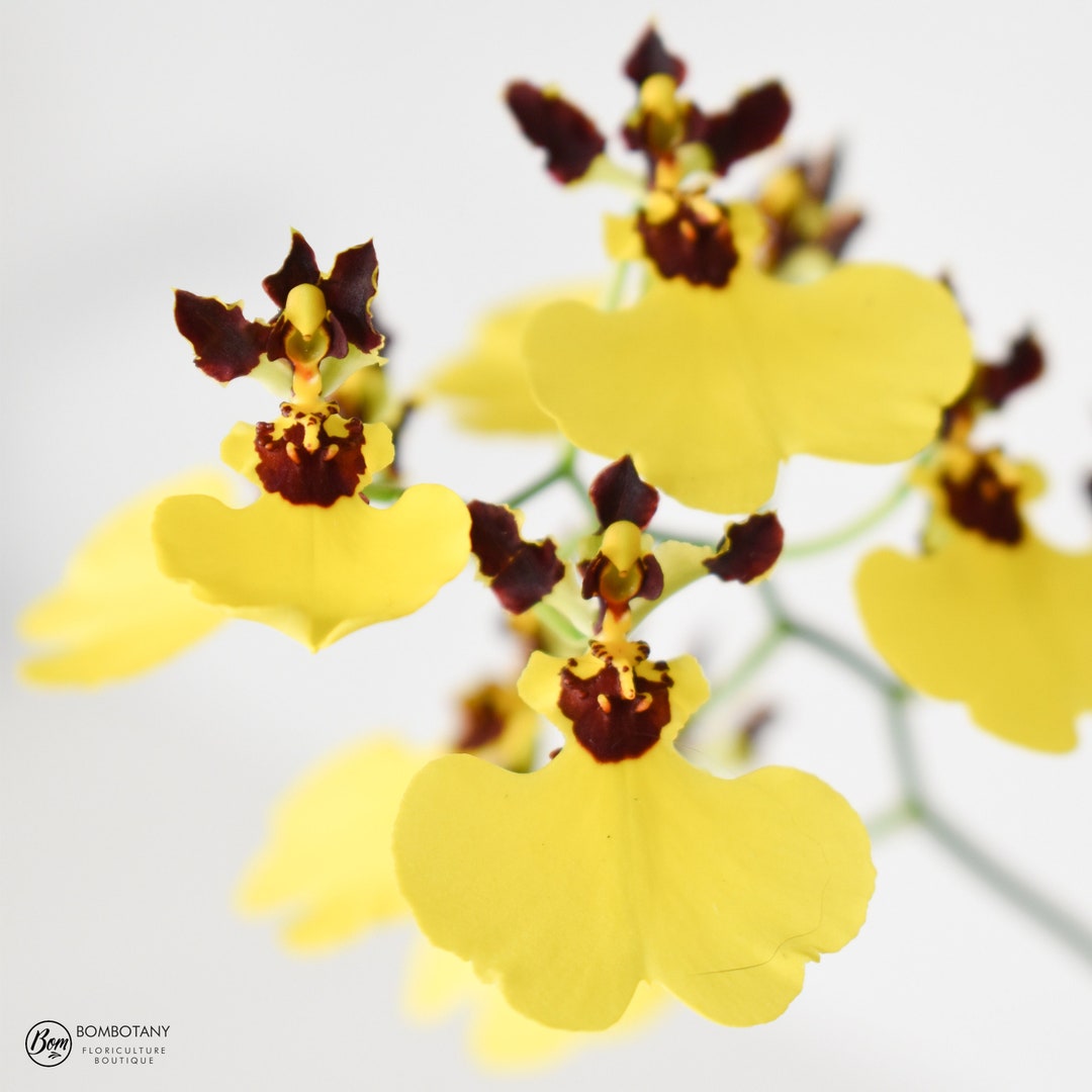 Mini Dancing Lady Orchid Plant LIVE Oncidium Moon Shadow Tiger Tail ...