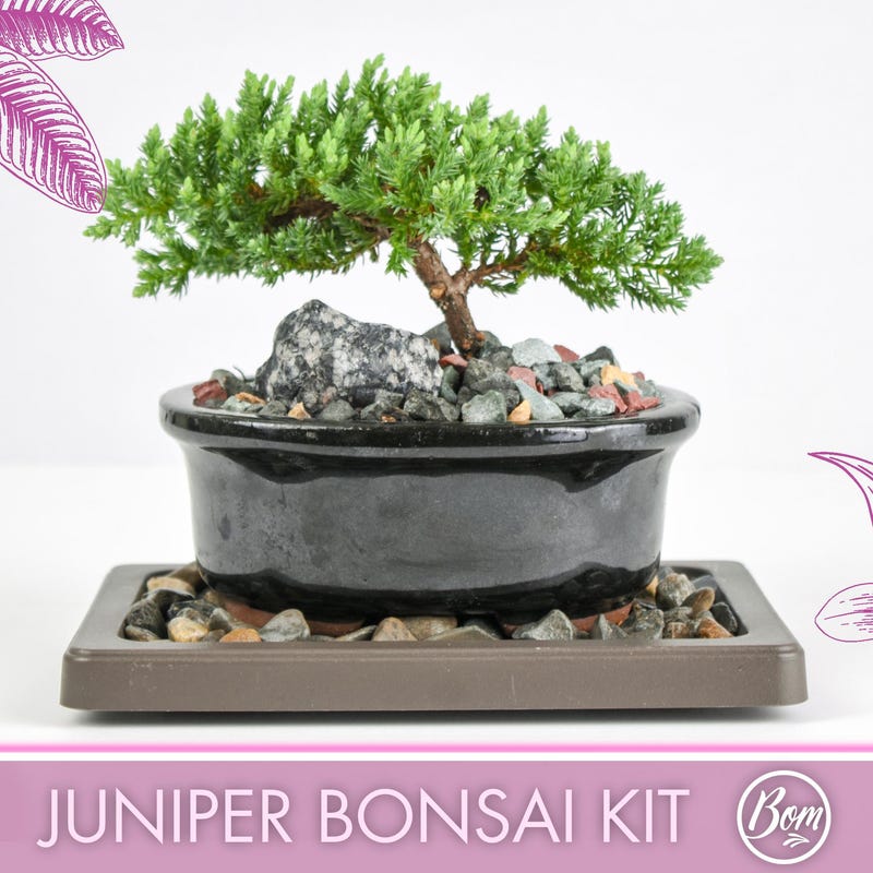 Bonsai Tree Live - Etsy