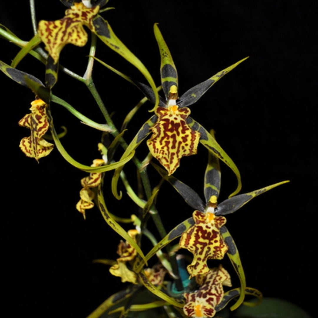 Spider Type Orchid Plant LIVE Banfieldara Gilded Tower 'mystic Maze ...