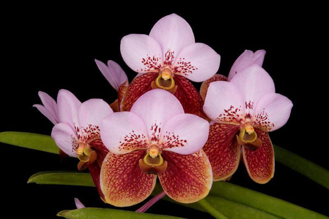 Orchid Plant LIVE Vanda Sanderiana X Kultana Pink Two Tones | Near ...