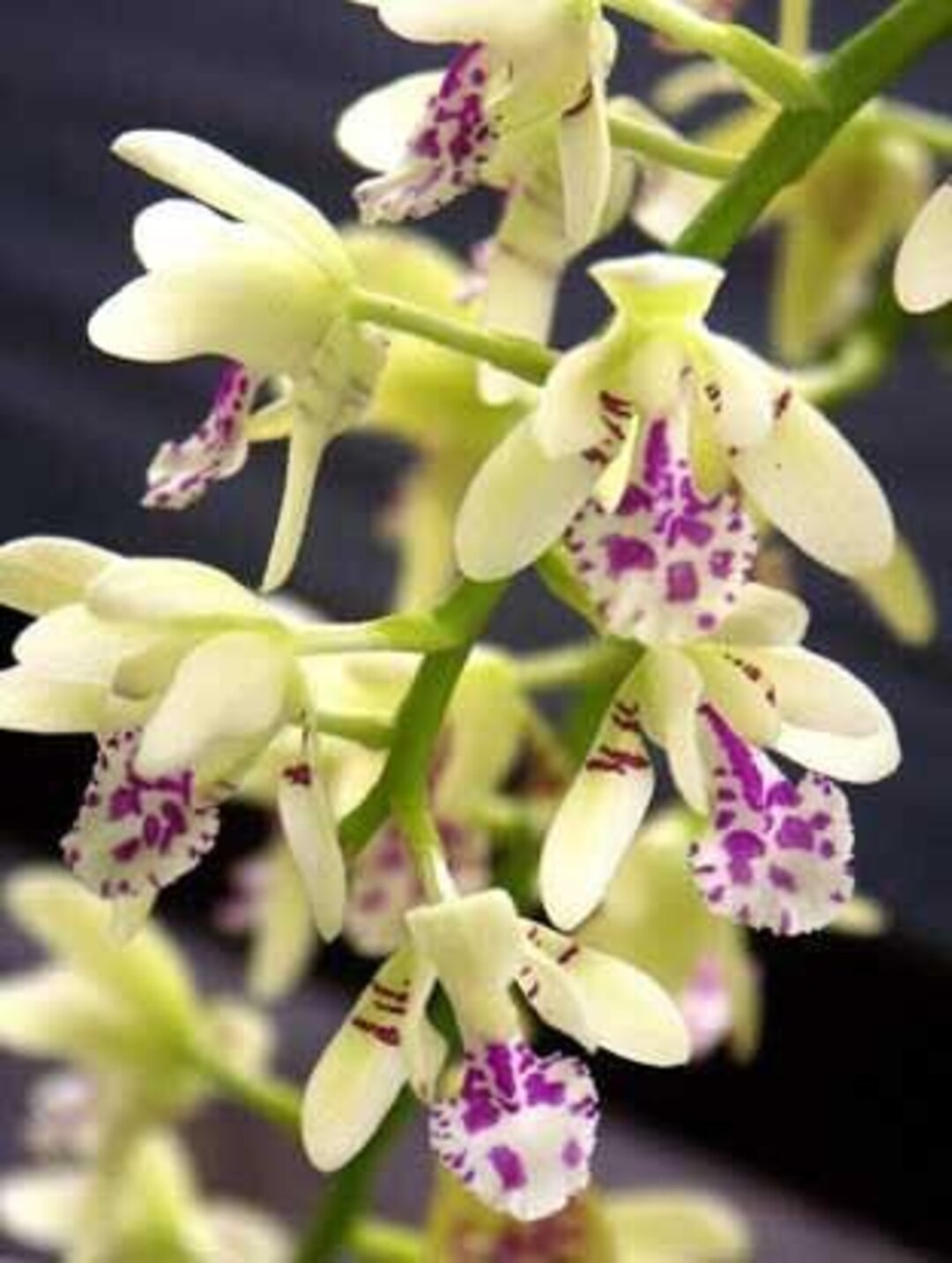Fragrant Species Orchid Plant LIVE Phalaenopsis sedirea Japonica Rare ...