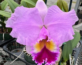 Orchid Plant LIVE Rlc. Volcano Showy 'volcano Queen' | Rare BLOOMING ...