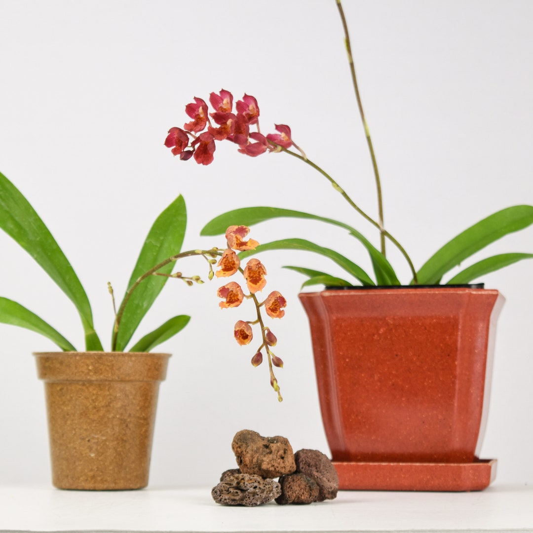 Mini Orchid Plant LIVE Howeara Lava Burst ‘pacific Sunrise’ | Miniature ...