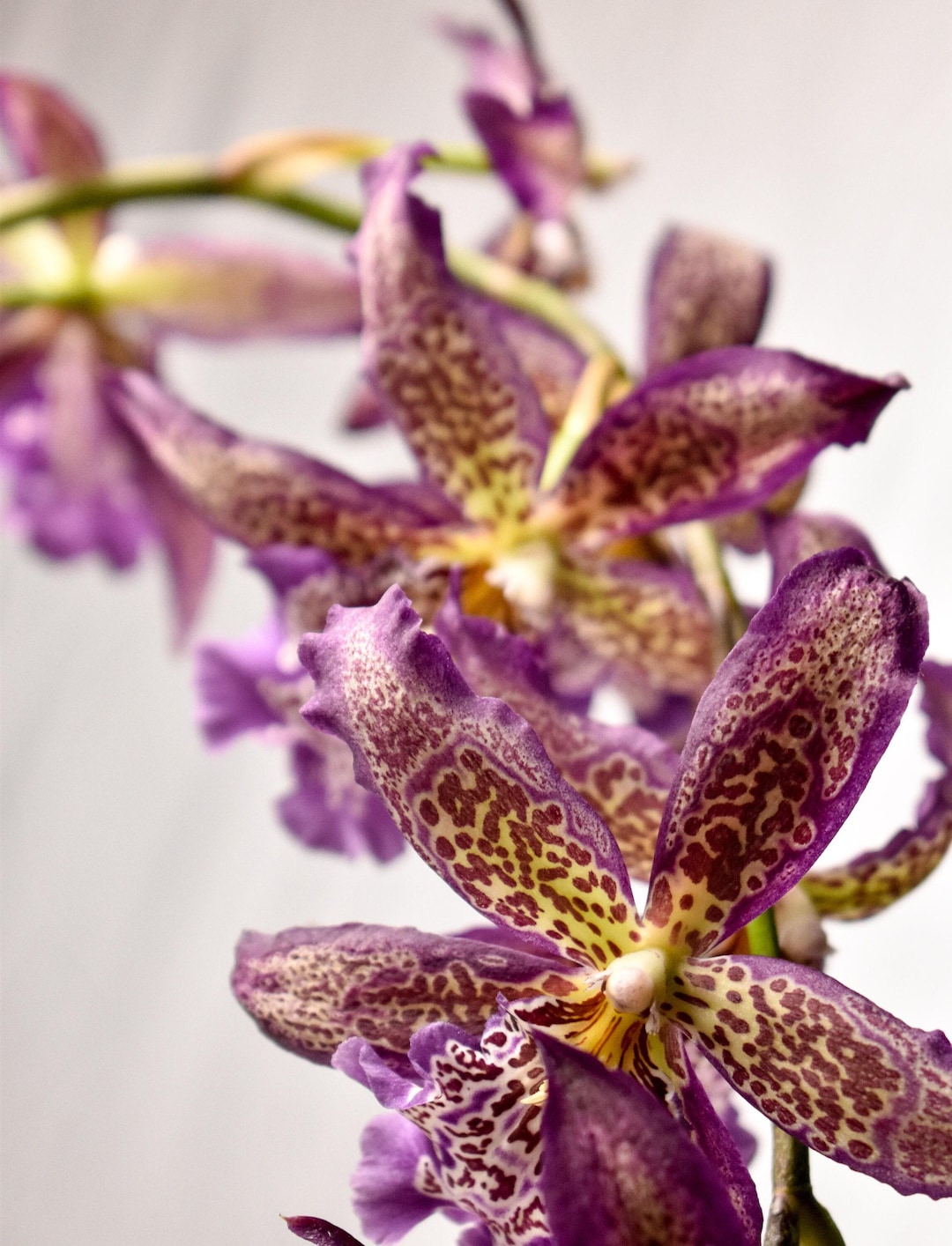 Orchid Plant LIVE Beallara Marfitch ‘howards Dream’ | Rare BLOOMING ...