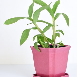 Dendrobium Orchid Plant Live Den Stratiotes • Blooming Size in 4" Pot ...